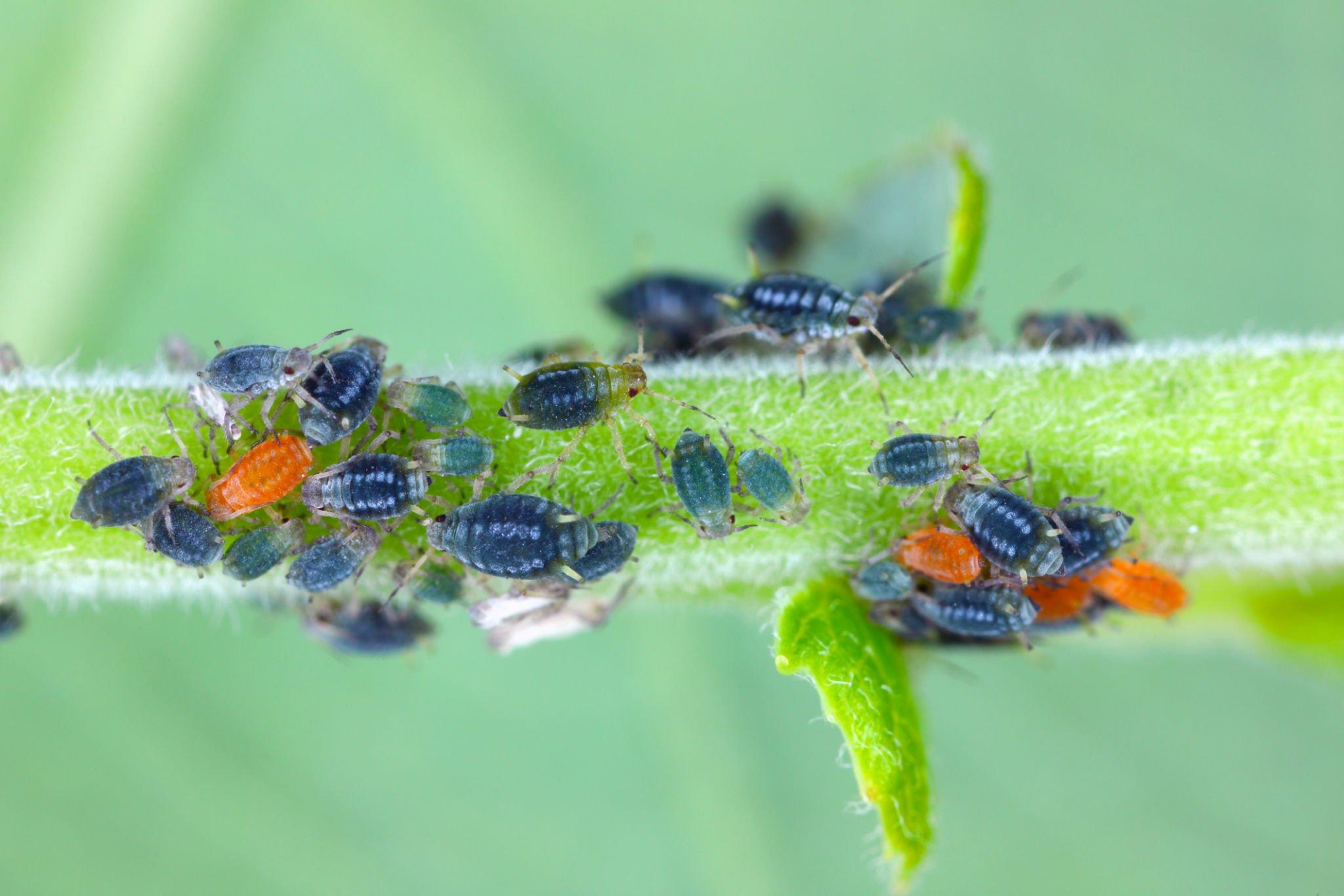 How to Get Rid of Aphids on Tomato Plants - Tomato Week