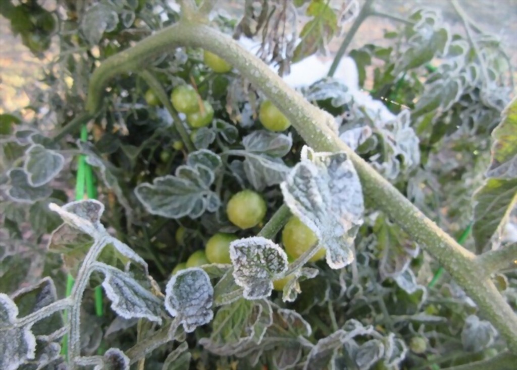 3 Signs of Frost Damage in Young Tomato Plants - Tomato Week