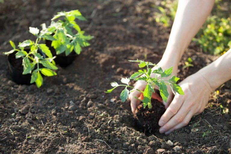 9 Things To Put In Your Tomato Planting Hole (& 9 Things You Shouldn’t ...