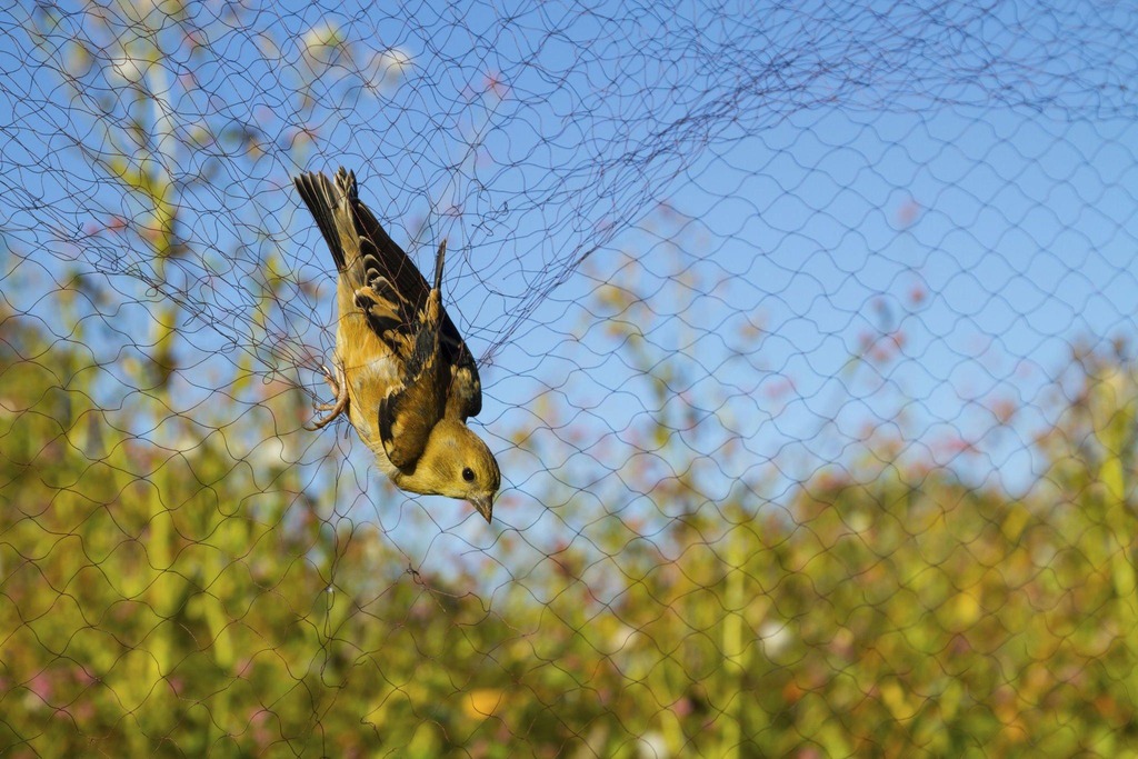 12 Ways to Stop Birds Eating Your Tomatoes (That Goes Beyond Netting ...