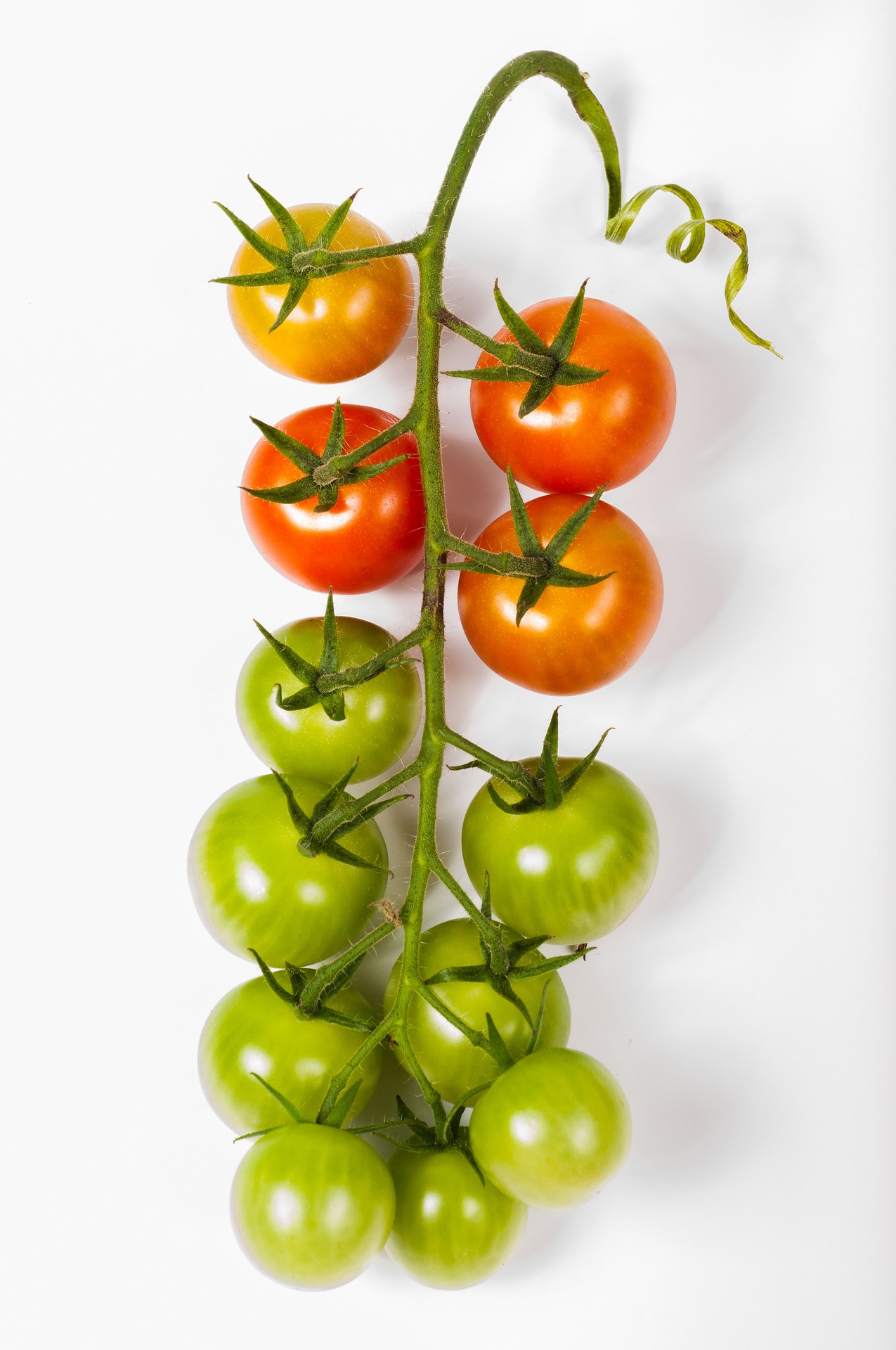 The Best Guide for Growing Tomatoes at Home - Tomato Week